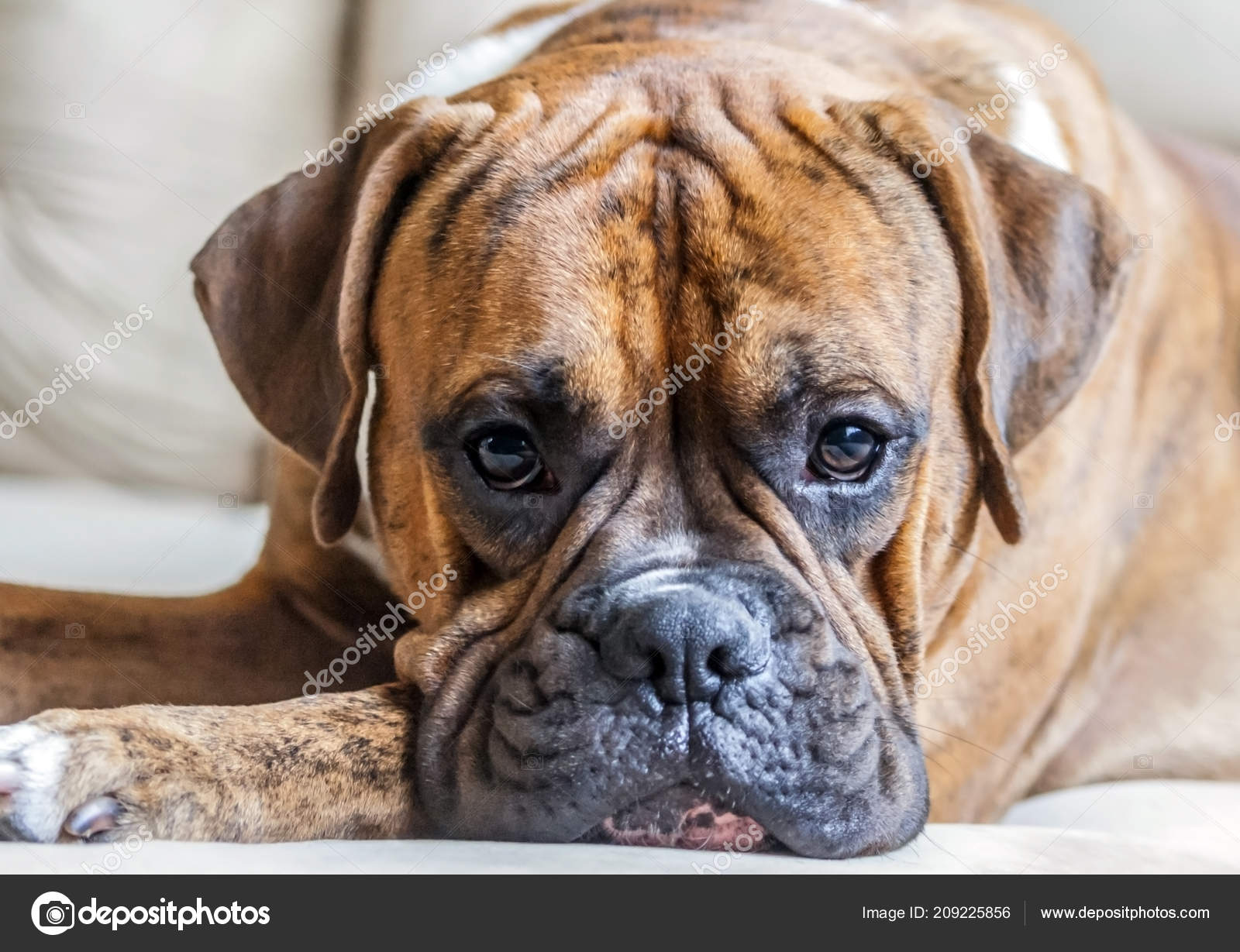 Brown Boxer Dog Male