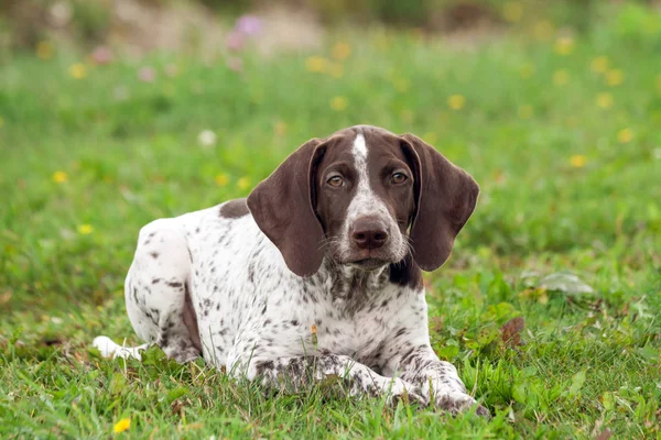 Brown Spotted German Shorthaired Pointer
