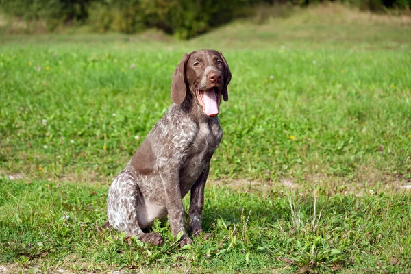 Bohemian pointer Stock Photos, Royalty Free Bohemian pointer Images ...