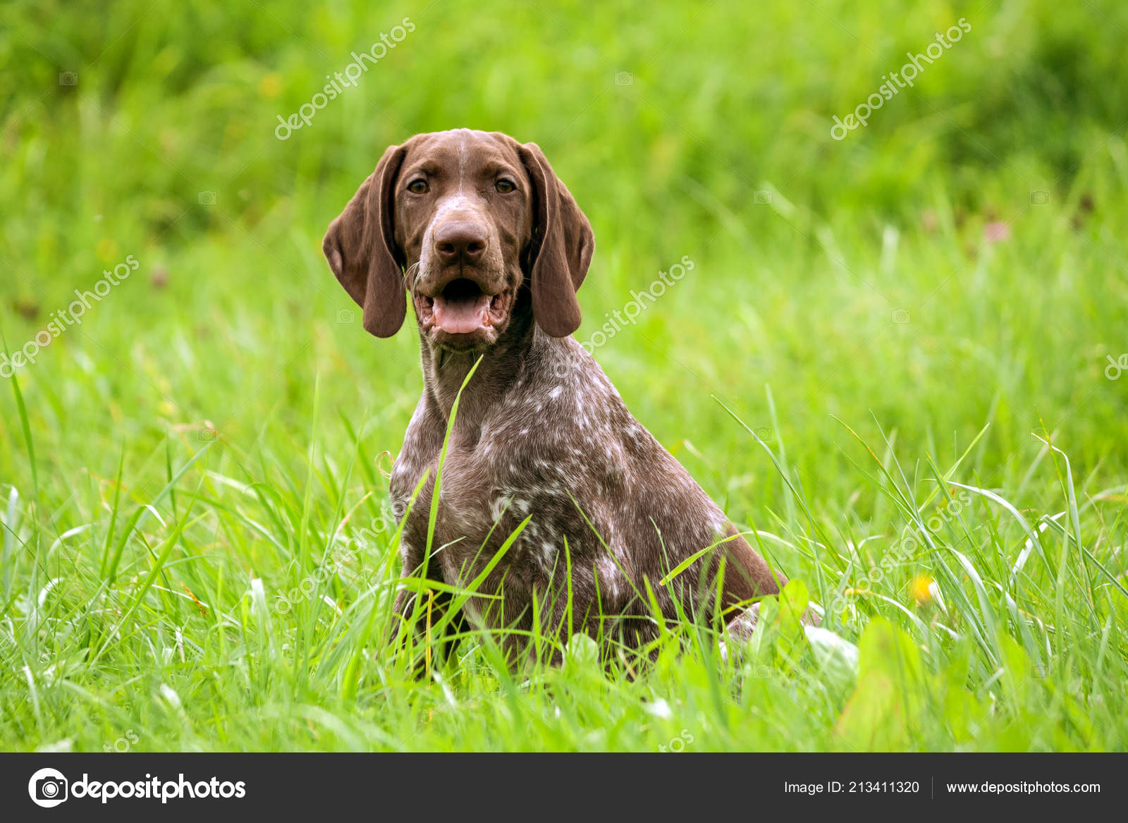 Brown German Wirehaired Pointer Puppies