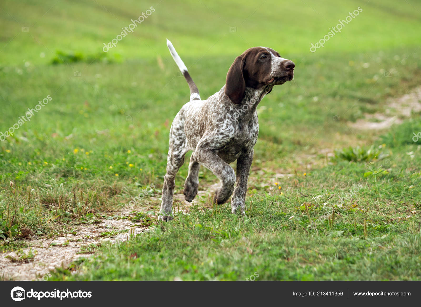 Brown Spotted German Shorthaired Pointer