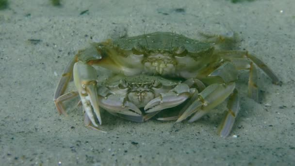 Mating of Flying swimming crab (Liocarcinus holsatus). — Stock Video ...