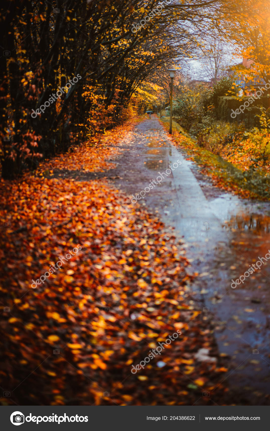 Sidewalk in a autumn rainy day. Fallen golden leaves laying on the ...