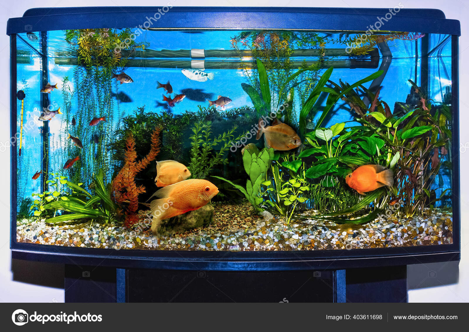 Close Aquarium Tank Full Fish — Stock Photo © Marina113 #403611698
