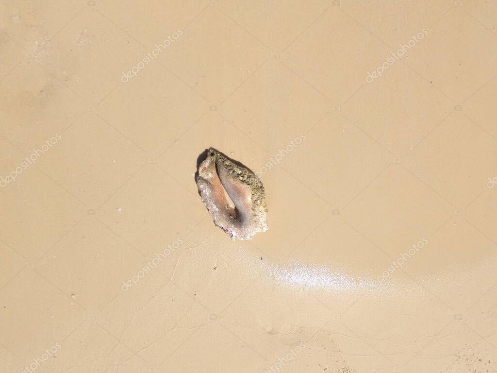 La concha marina en la arena. vista superior en el borde del mar surf ...