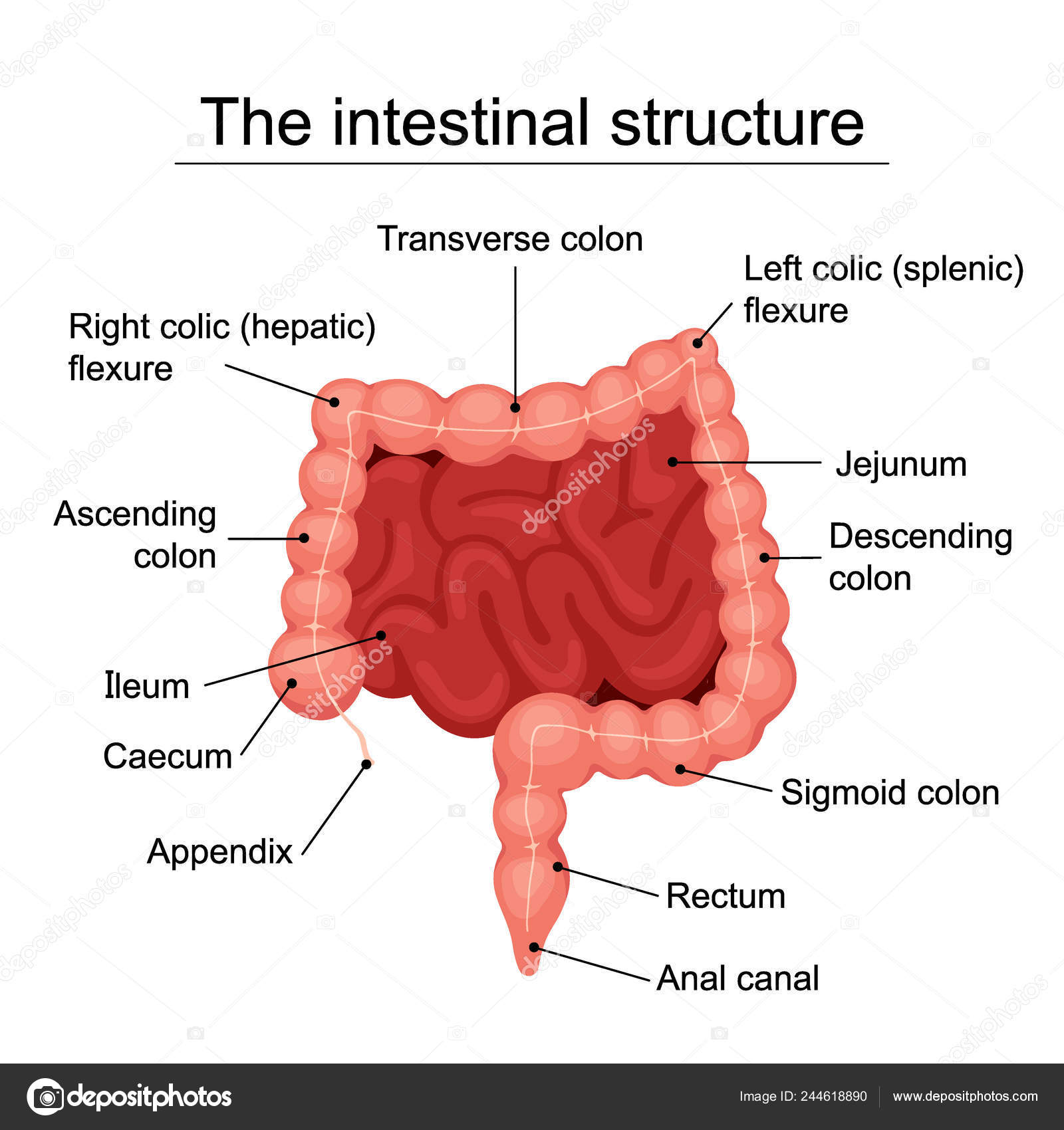 The human intestinal structure medical diagram, structure of the ...