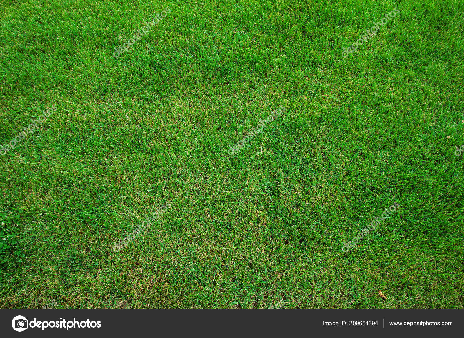 Grass Texture Freshly Cut Green Grass Background Natural Grass Trimmed ...