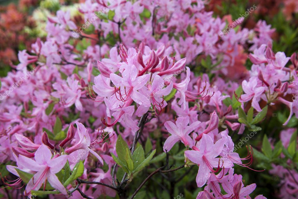 Azalea rosa. Arbusto de Rhododendron en el jardín. Hermosas flores. 2022