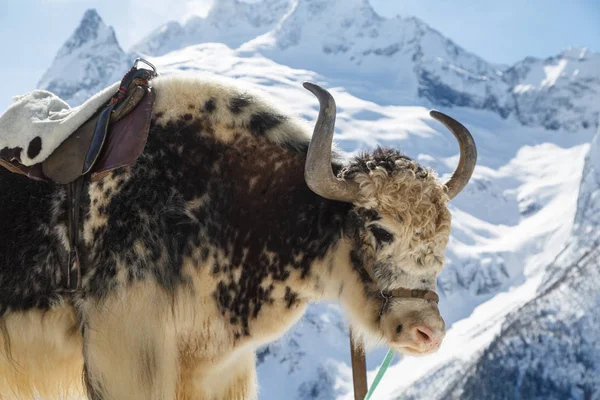 Shaggy Muzzle Yak Background Beautiful White Mountains Caucasus Close ...