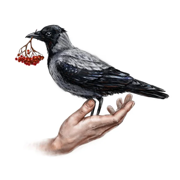 Crow Sitting His Palm Bunch Rowan Graphic Illustration White Background ...