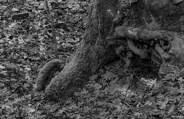 Tree of fear shot fotos de stock, imágenes de Tree of fear shot sin ...