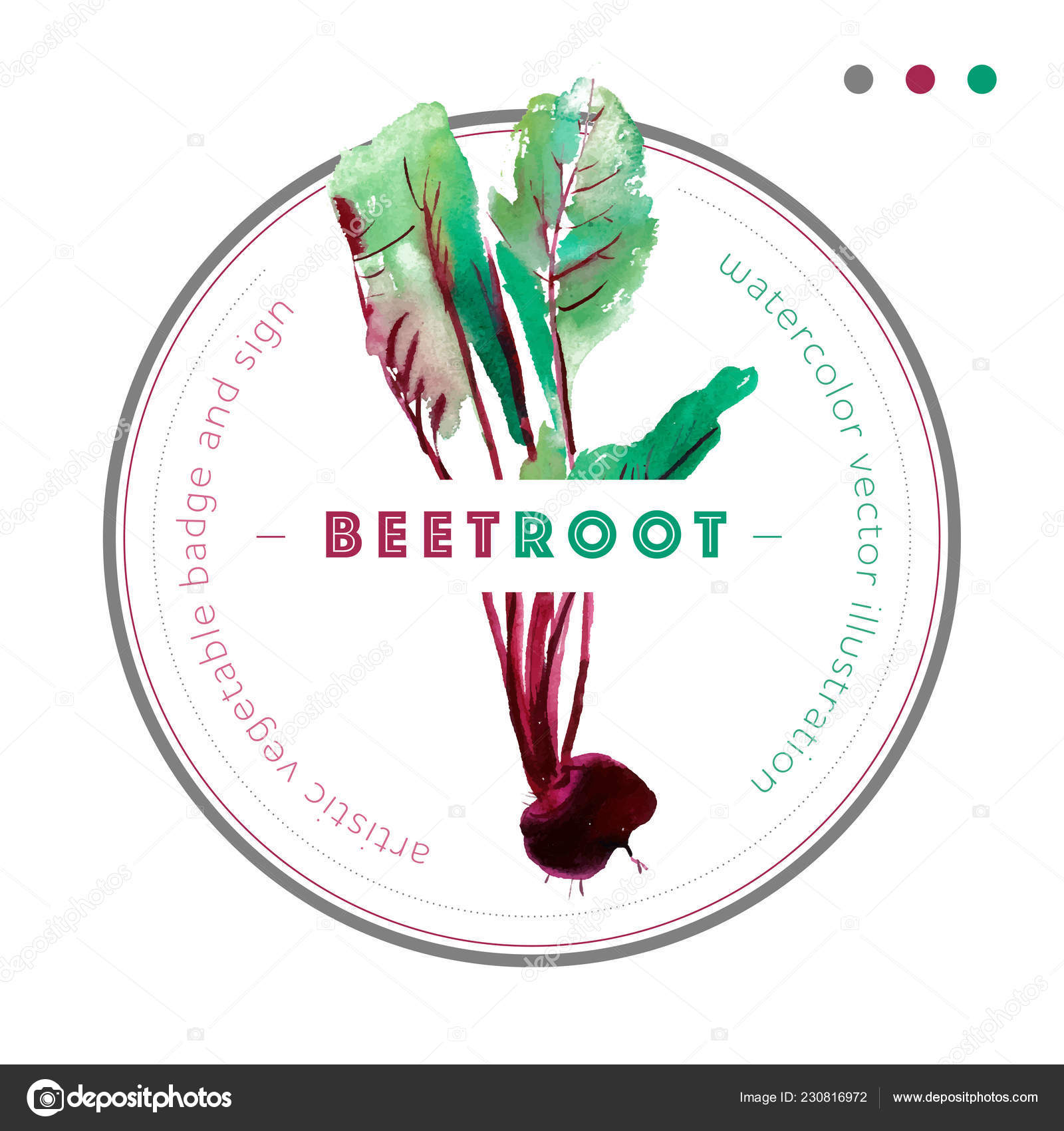 Watercolor Vector Beetroot Badge Banner Beetroot Vector Beet Leaves ...