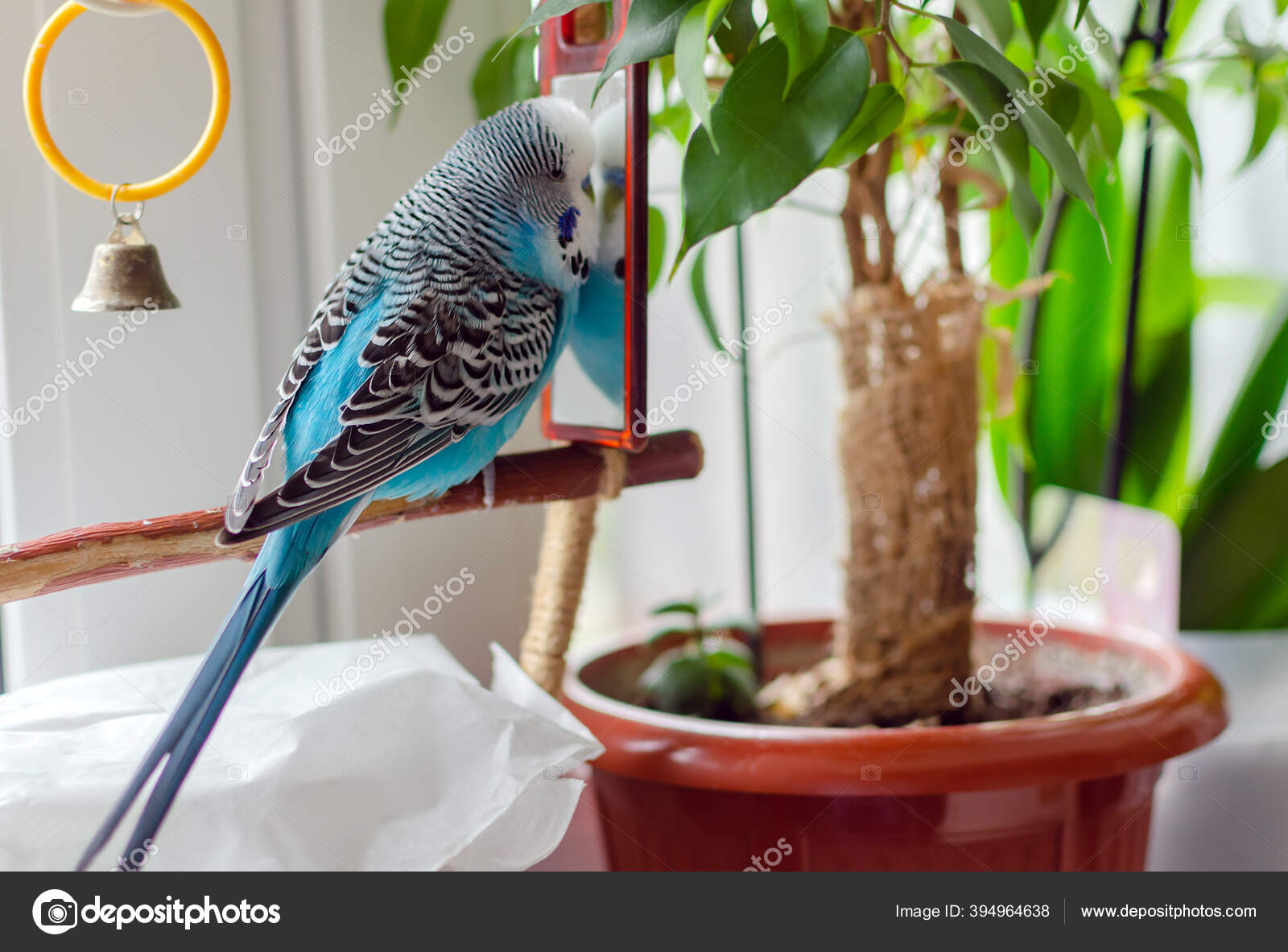 Budgie Male Blue Bird Fluffy Playful Animal Pet Close Stock Photo by ...
