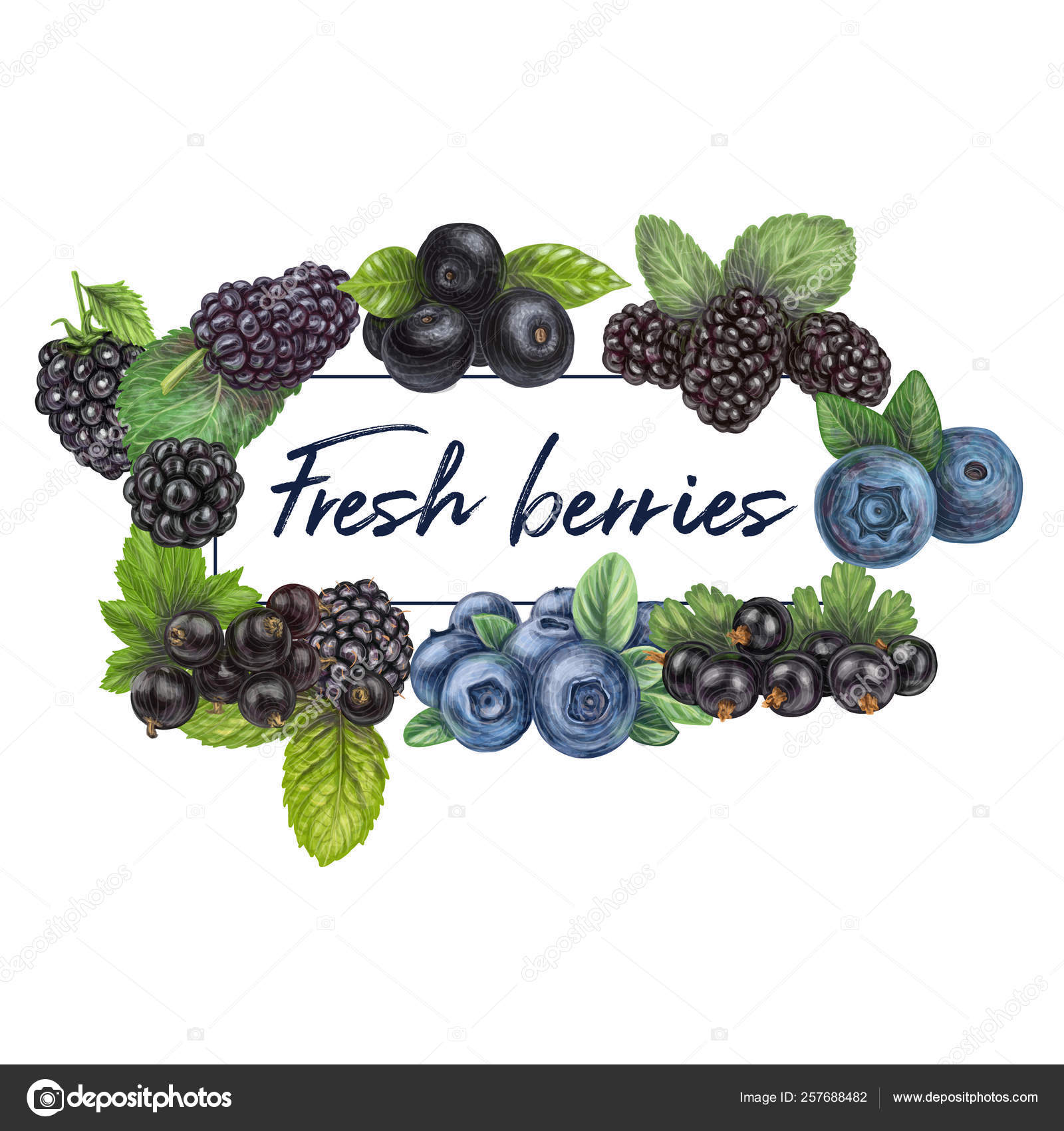 Fresh berries hand drawn vector illustration — Stock Vector © natalka ...