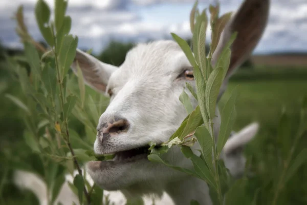 Goat eating plant Stock Photos, Royalty Free Goat eating plant Images ...