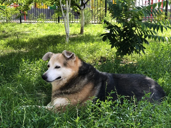 Raza mixta perro viejo Stock Photos, Royalty Free Raza mixta perro ...