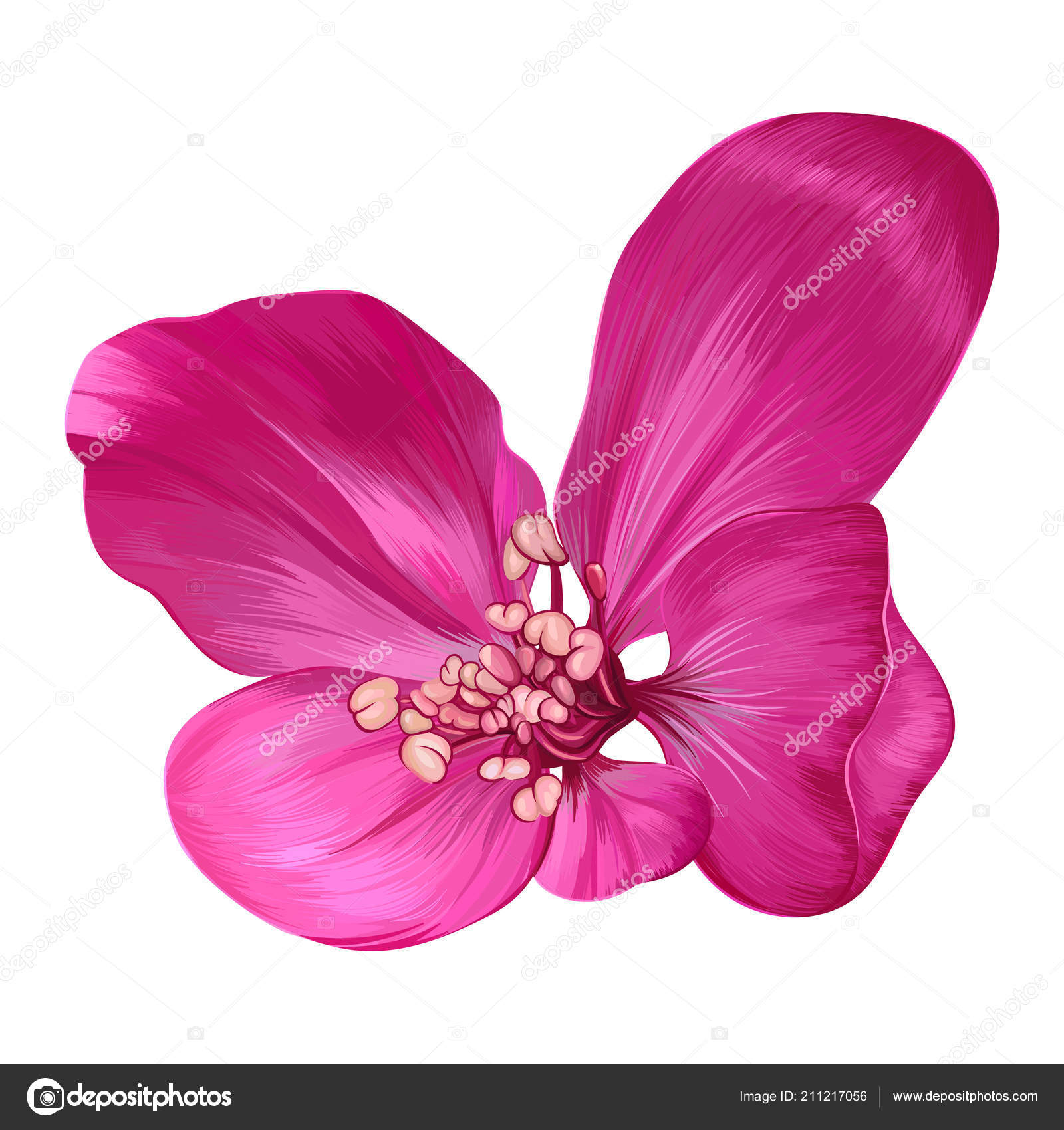 Vector realistic flower close-up. Floral isolated on white Stock Vector ...