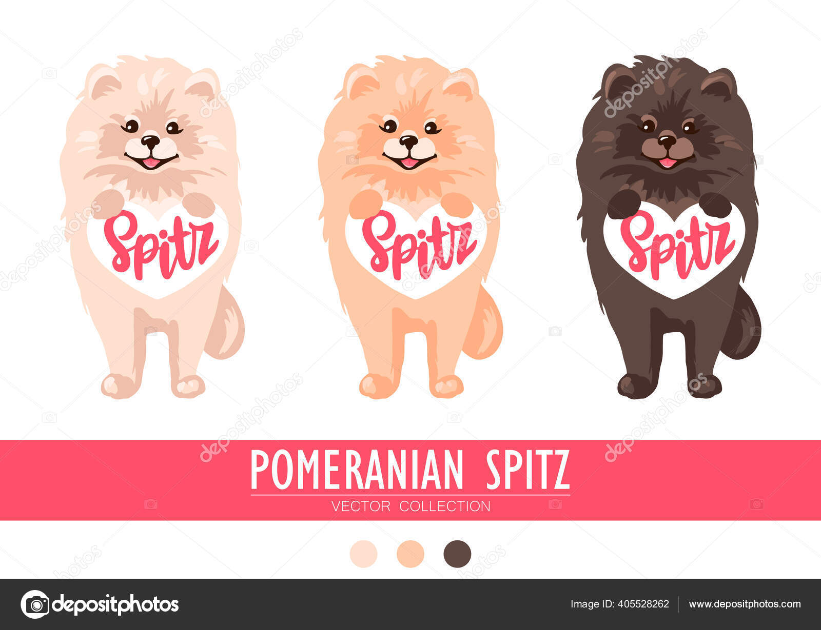 Pomeranian Spitz cream, orange and dark isolated on white background ...