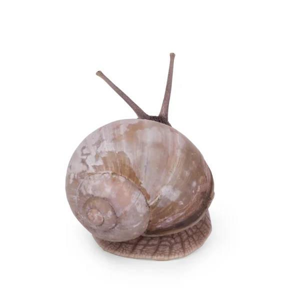 Snails Face Face White Background Stock Photo by ©Vadarshop 198689320