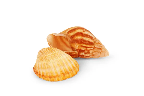 Snails Face Face White Background Stock Photo by ©Vadarshop 198689320