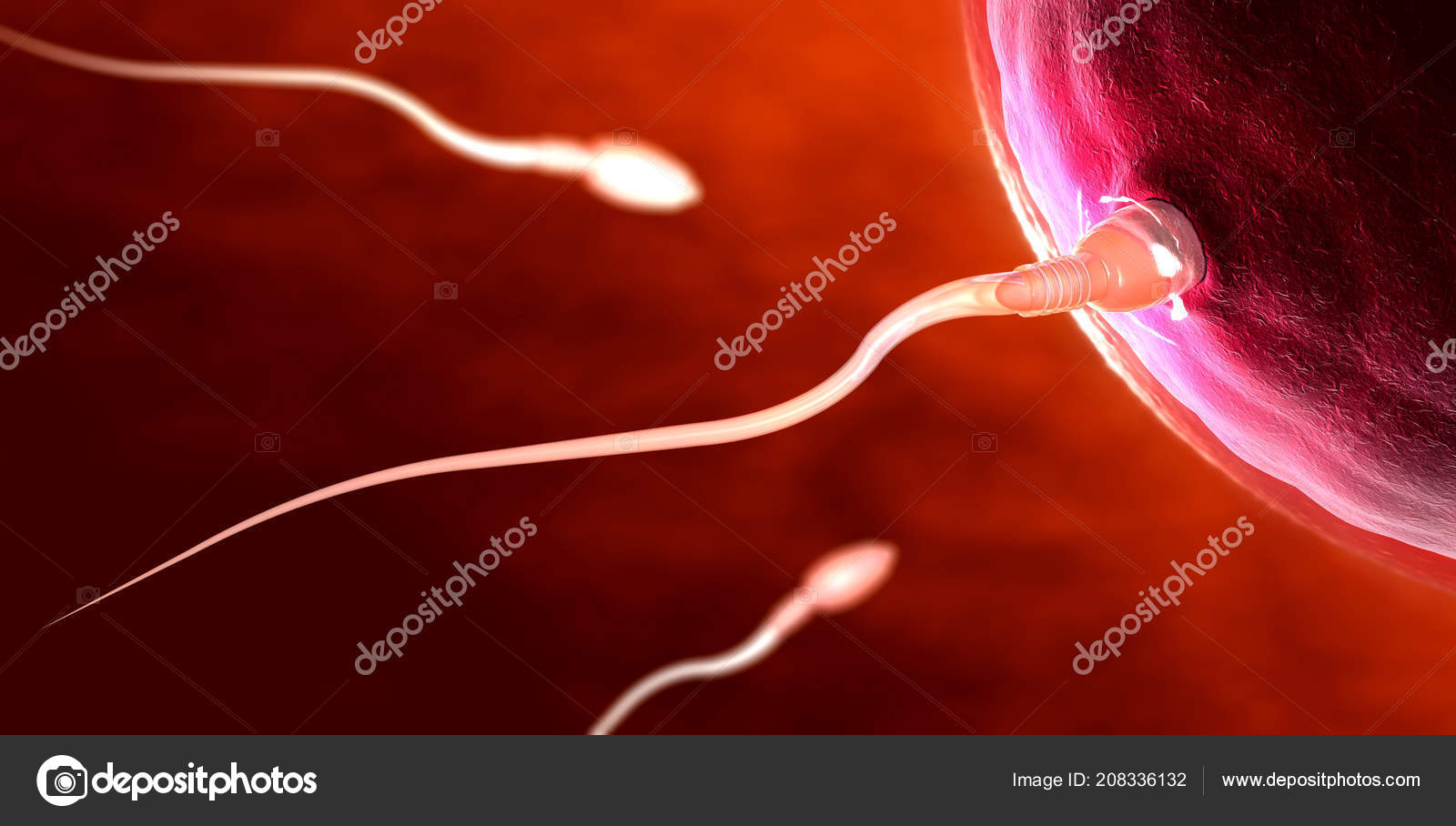 Illustration Röd Transparent Spermierna Simmar Mot Äggceller ...