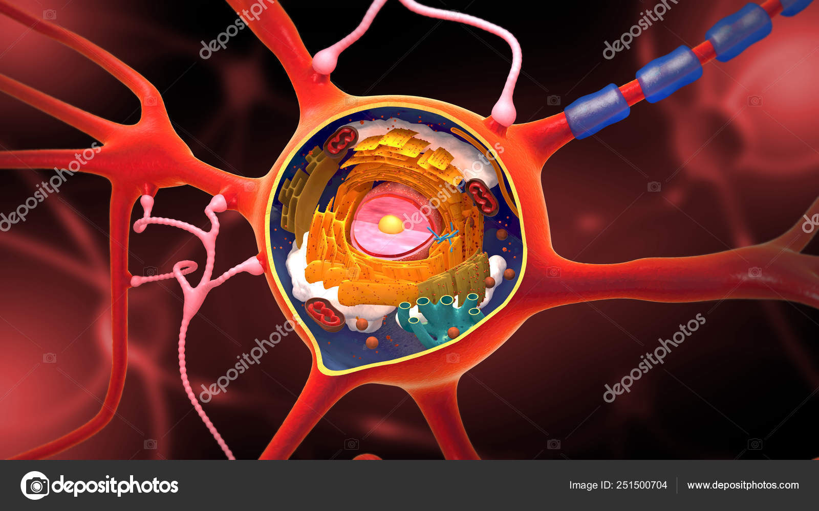 Cross section of a neuron and cell-building with its different parts ...