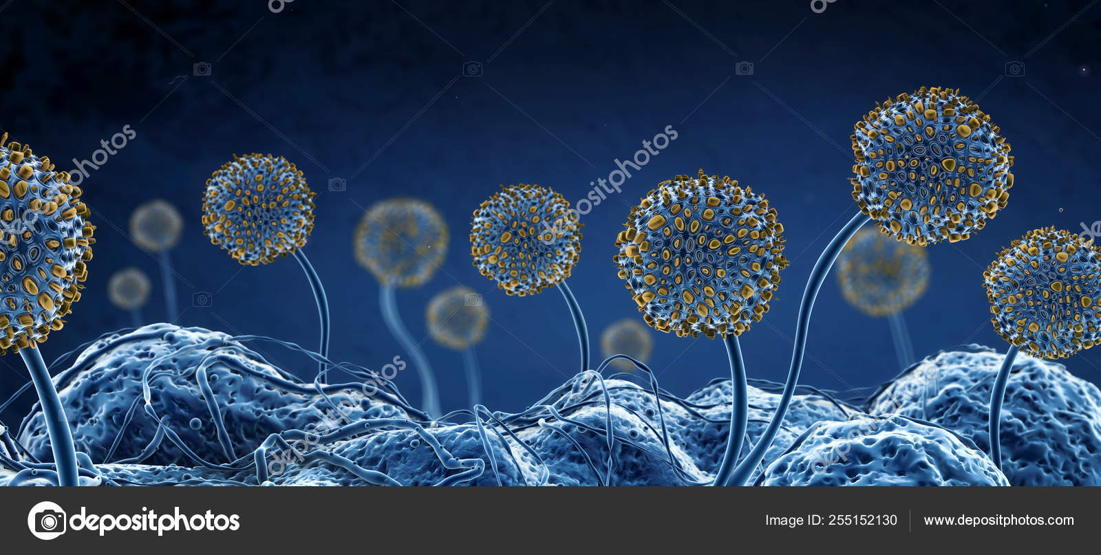Microscopic image of growing molds or mold fungus and spores - 3d ...
