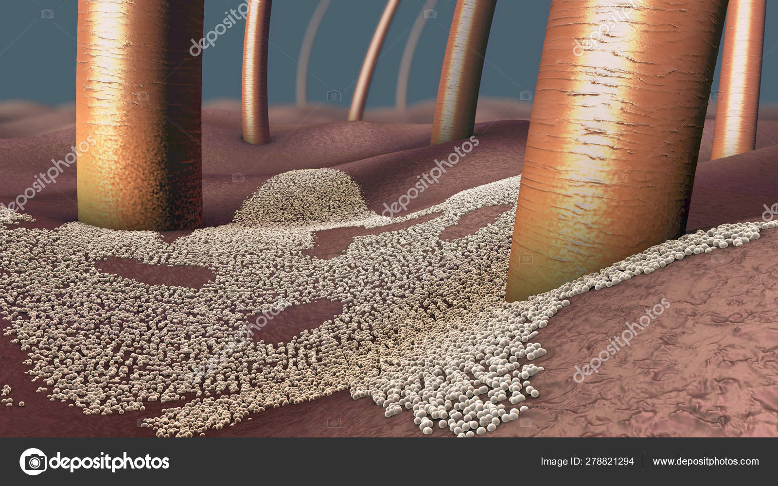 Skin Fungus Under Microscope
