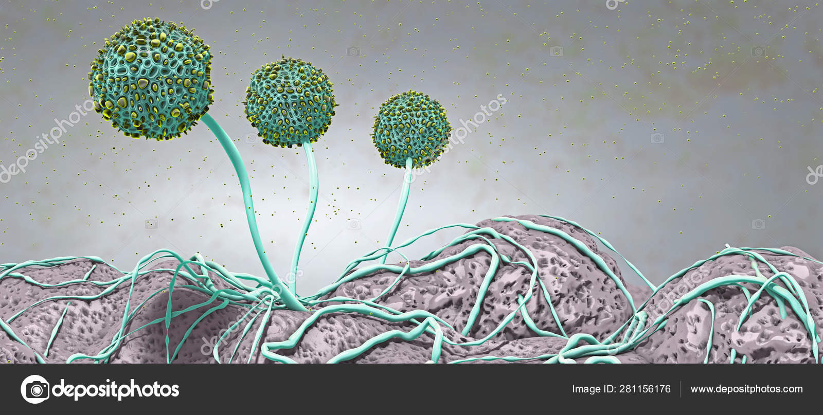 Microscopic image of growing molds or mold fungus and spores - 3d ...