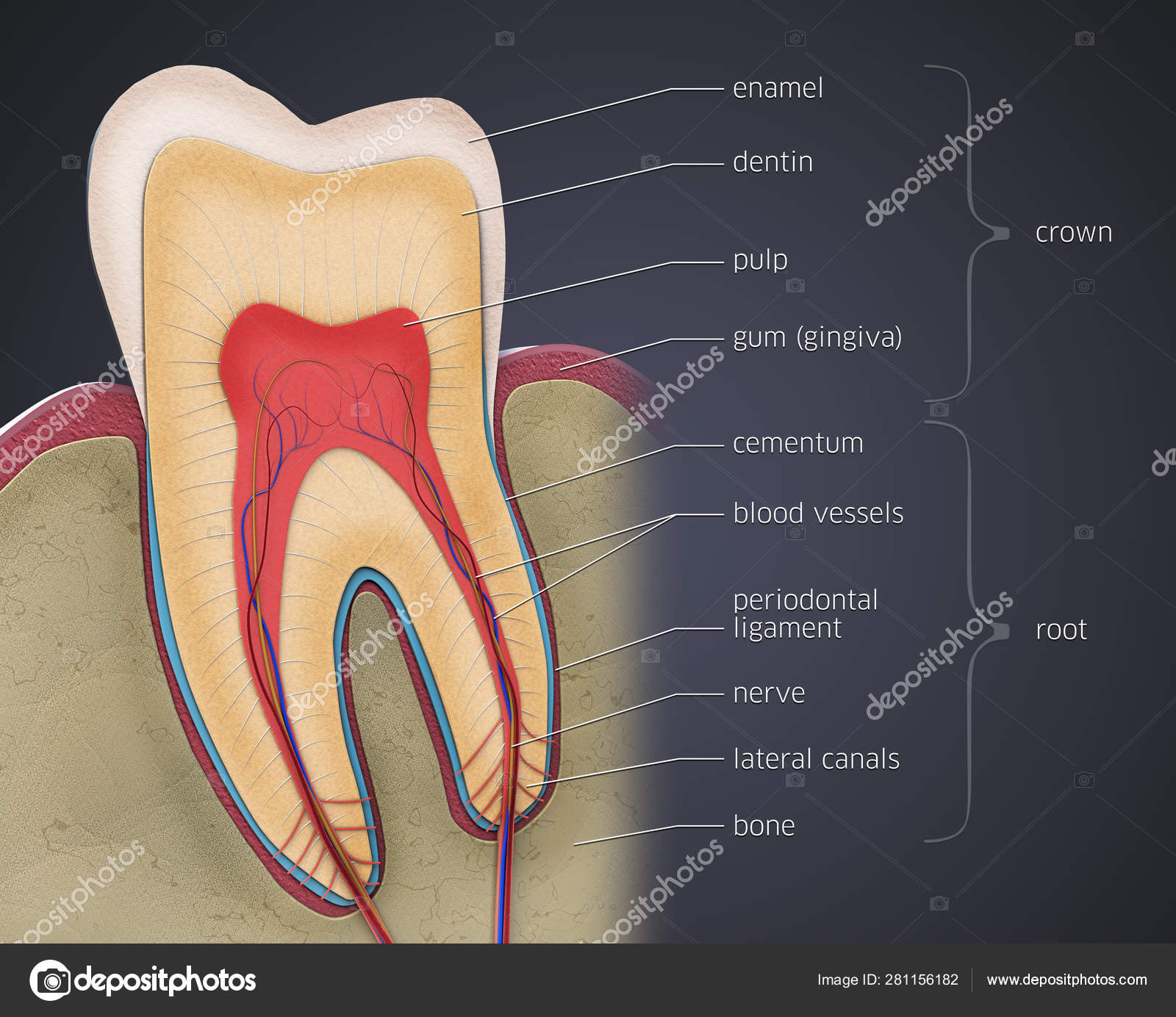 Cross-section of a tooth with descriptions - 3d illustration Stock ...