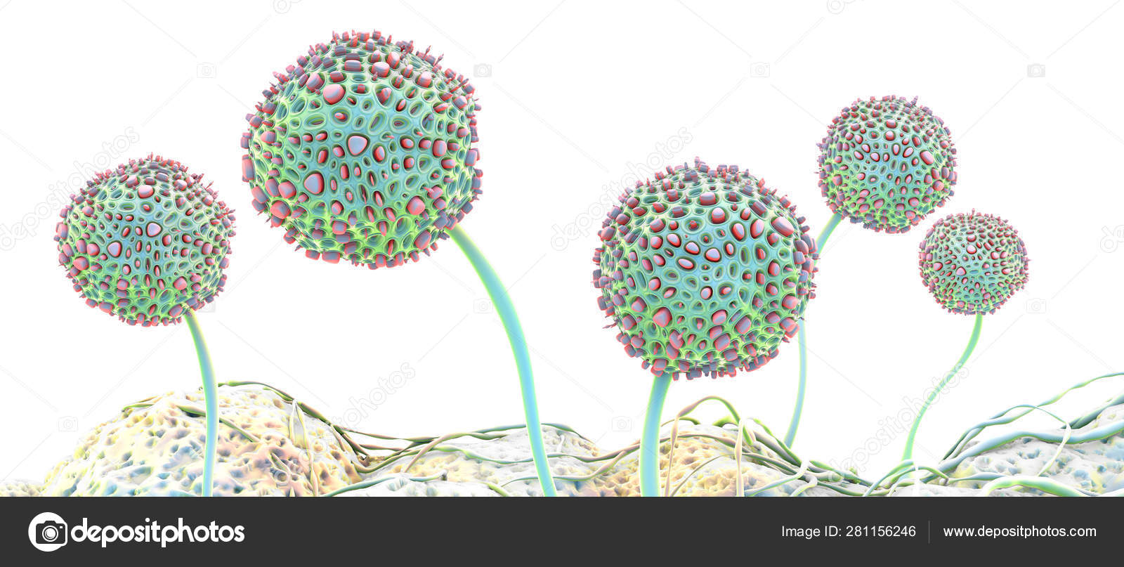 Microscopic image of growing molds or mold fungus and spores - 3d ...