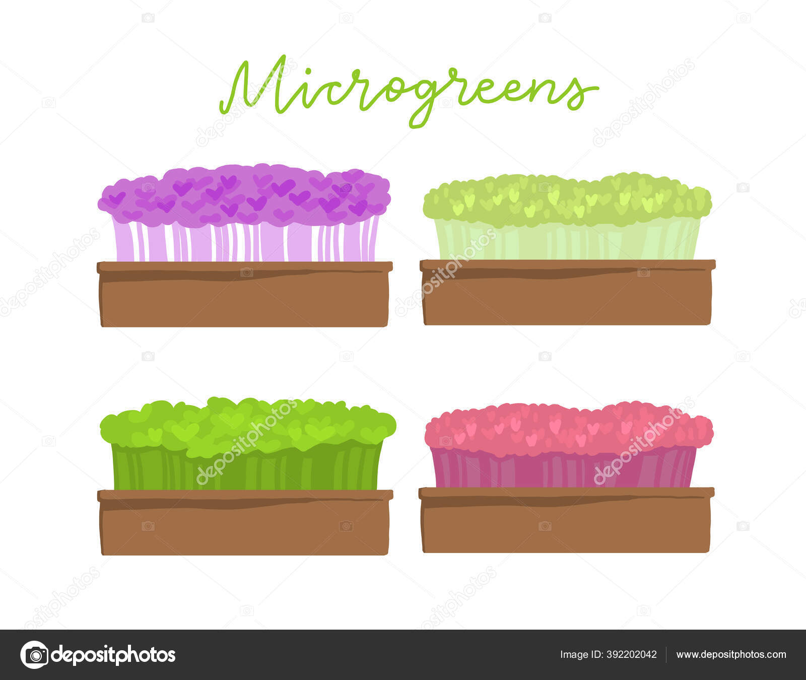 Microgreens box. Different kind of superfood. Growing superfood at home ...