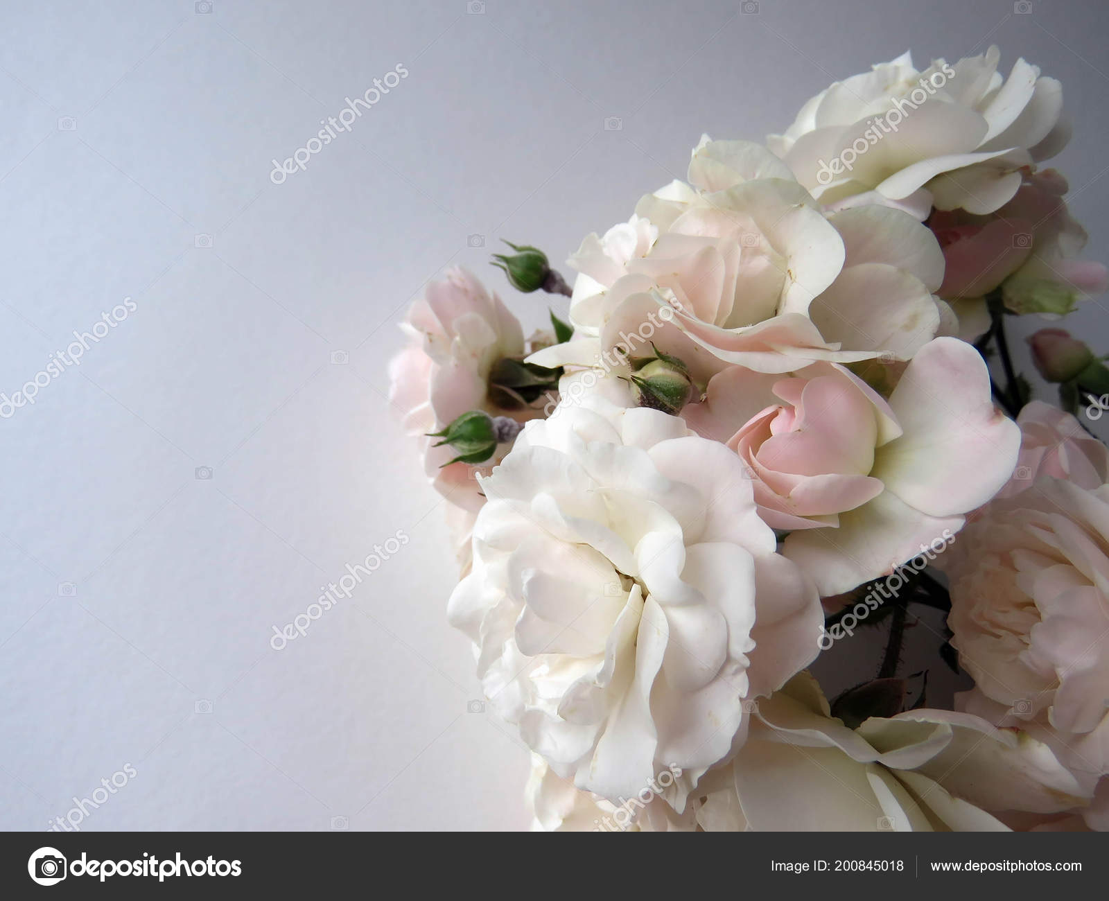 Beautiful Lush Branch White Rose Stock Photo by ©roxi06 200845018