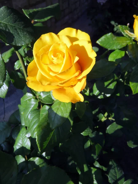 Annual oscar wilde Stock Photos, Royalty Free Annual oscar wilde Images ...