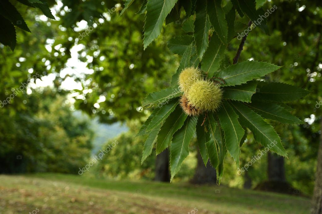 detalle de castañas en las ramas en un hermoso bosque de castañas en ...