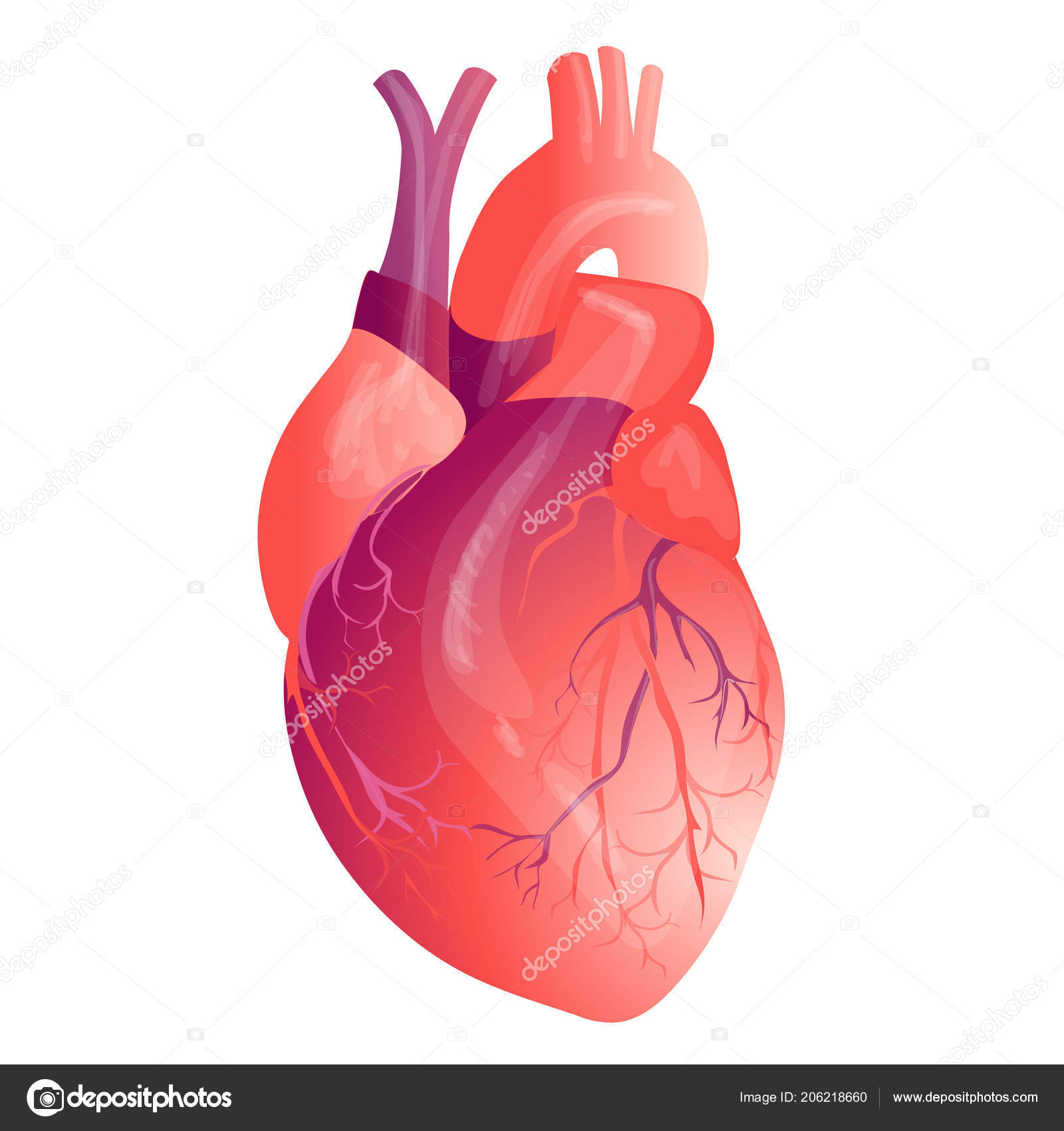 Vector realista Corazón humano Vector de stock #206218660 de ©Bravoart