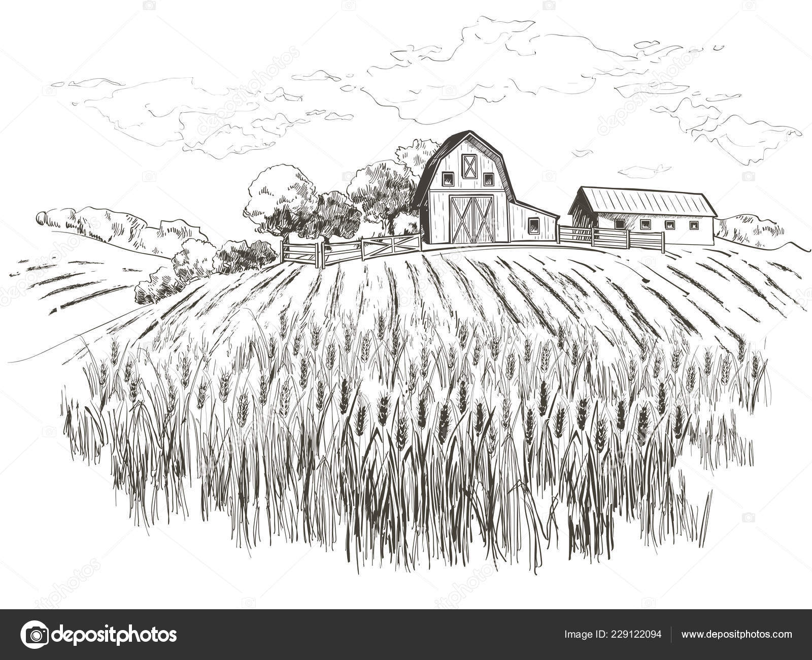 Farm Landscape Drawing