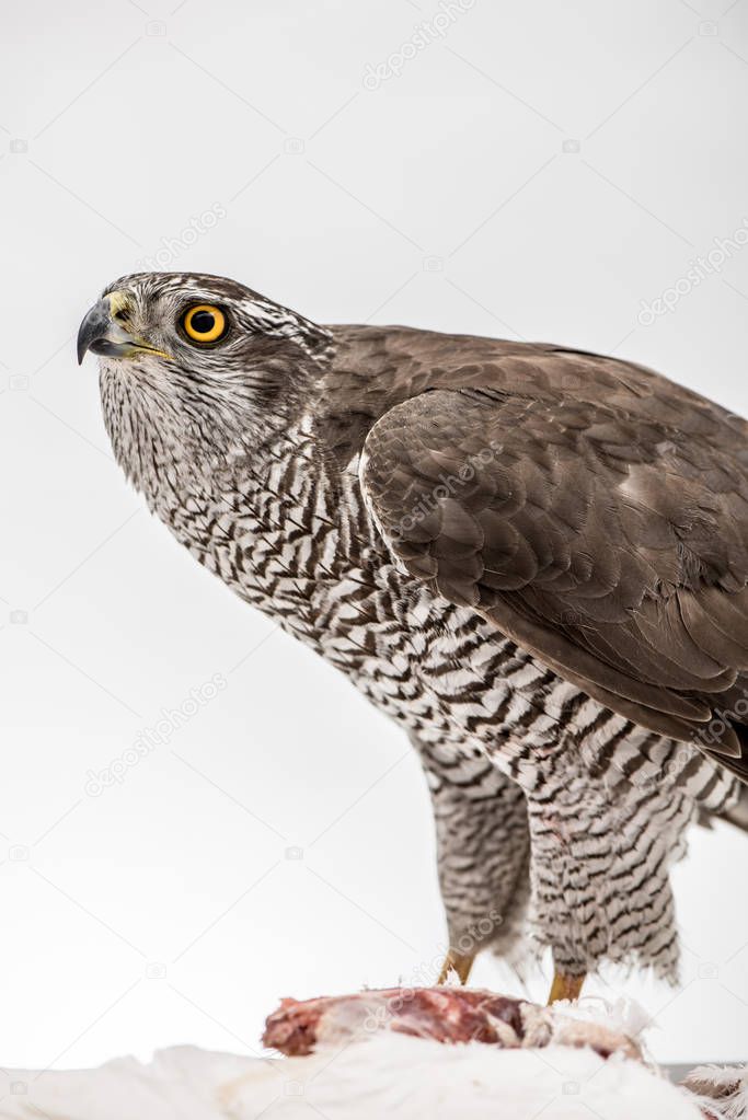 Halcón de fantasía. Retrato de halcón nacido aislado sobre fondo blanco ...