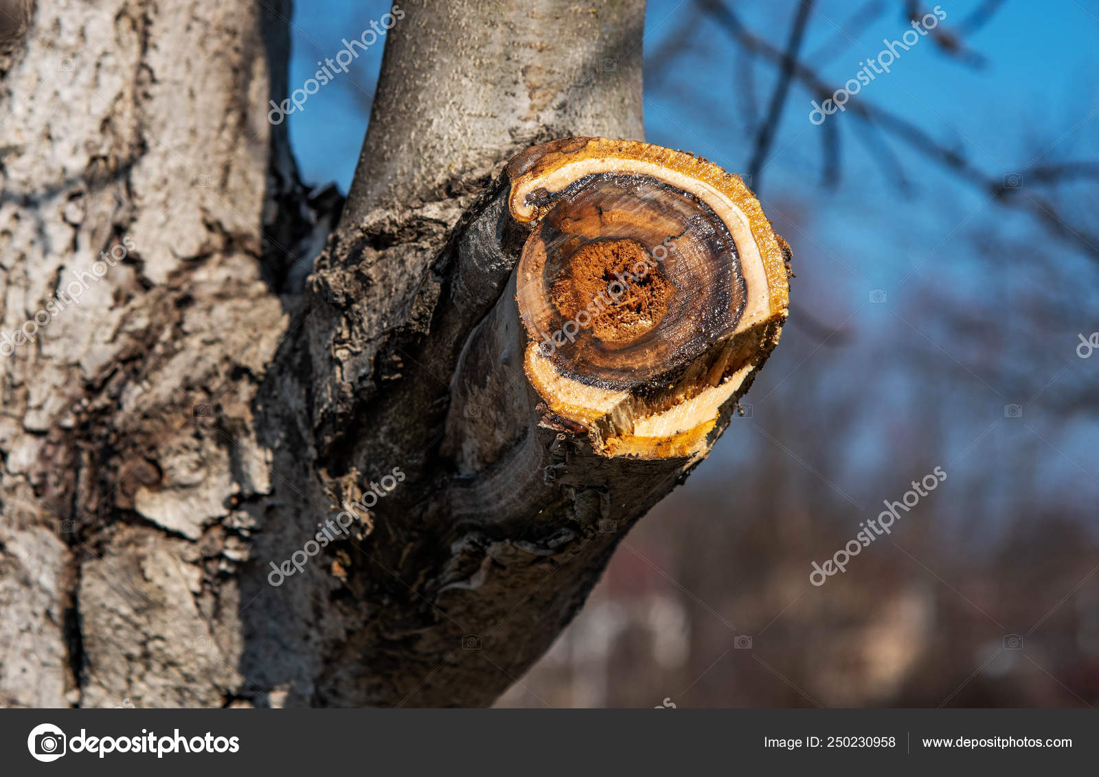 Walnut Tree Rings