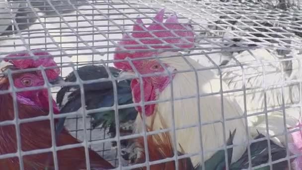 1,542 Live poultry Videos, Royalty-free Stock Live poultry Footage ...