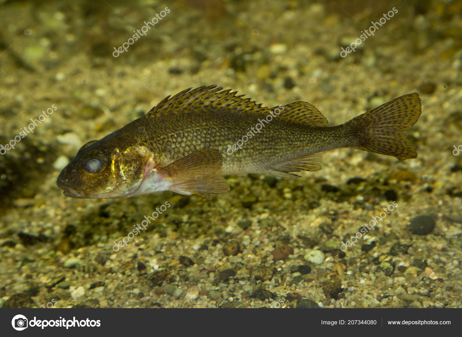 Wels Catfish Sheatfish Silurus Glanis Stock Photo by ©white_night 207344080