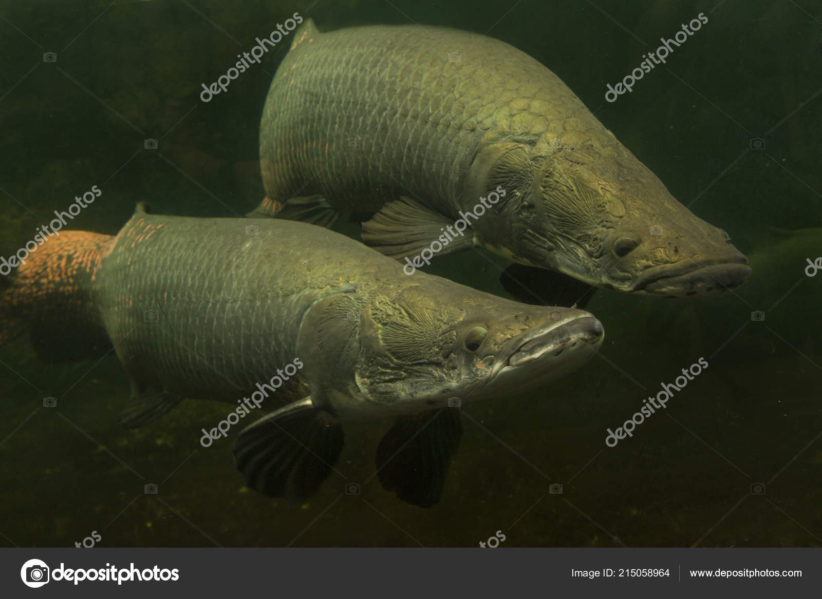 Giant Arapaima