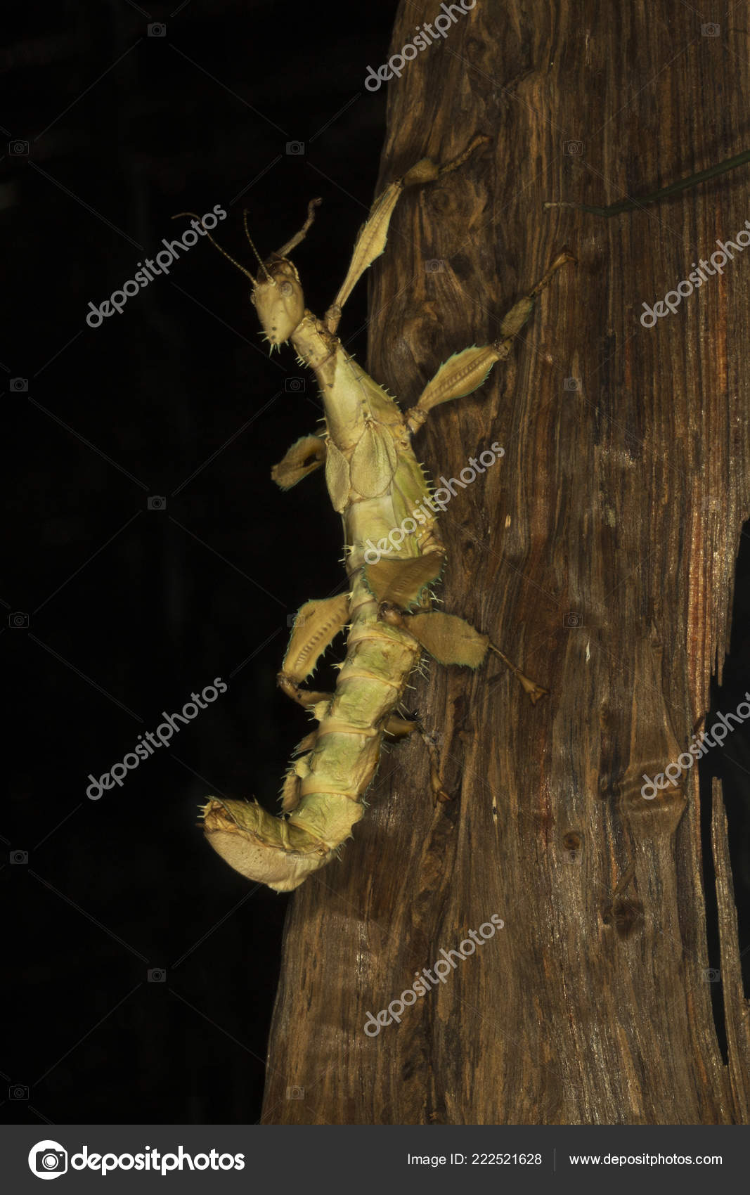 Giant Prickly Stick Insect Spiny Leaf Insect Macleay's Spectre ...
