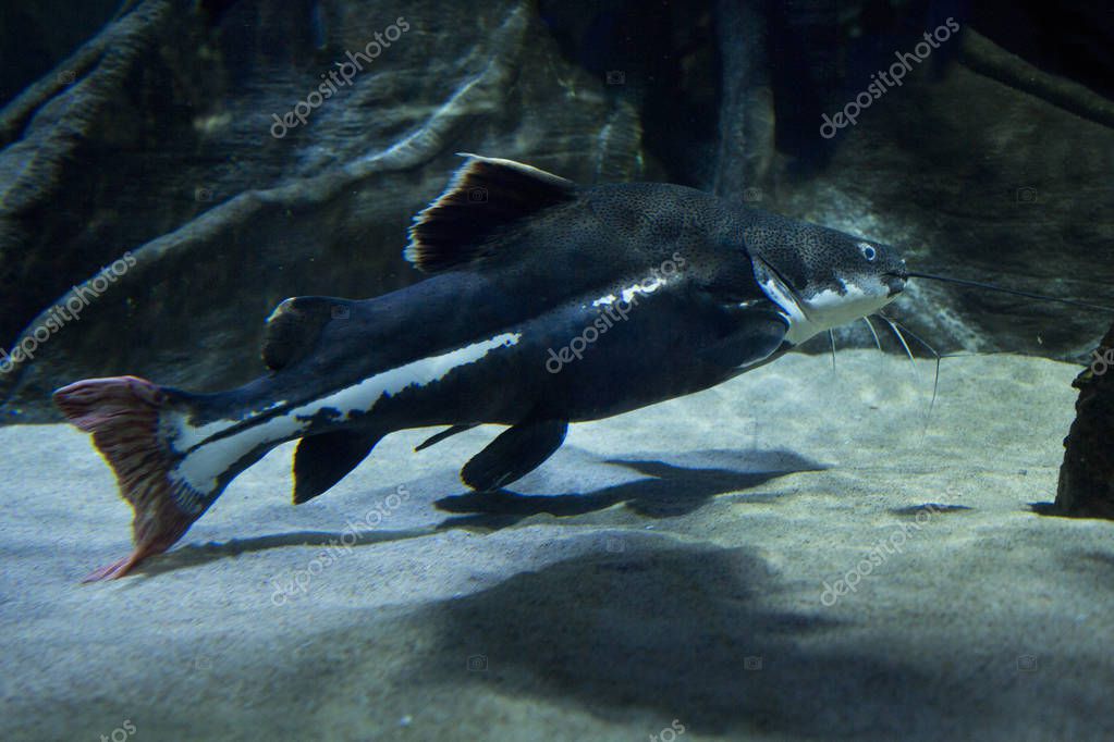 Pangasius gigante, tiburón paroon, bagre pangasid, bagre gigante Chao ...