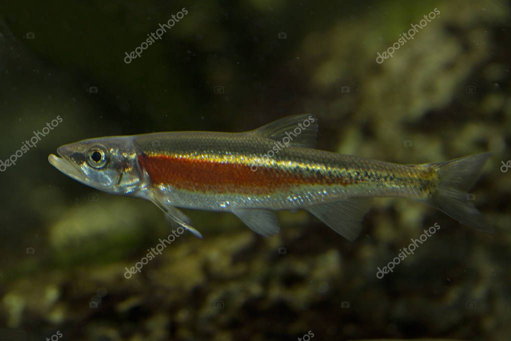 Encaje colorado (Clinostomus elongatus). 2025