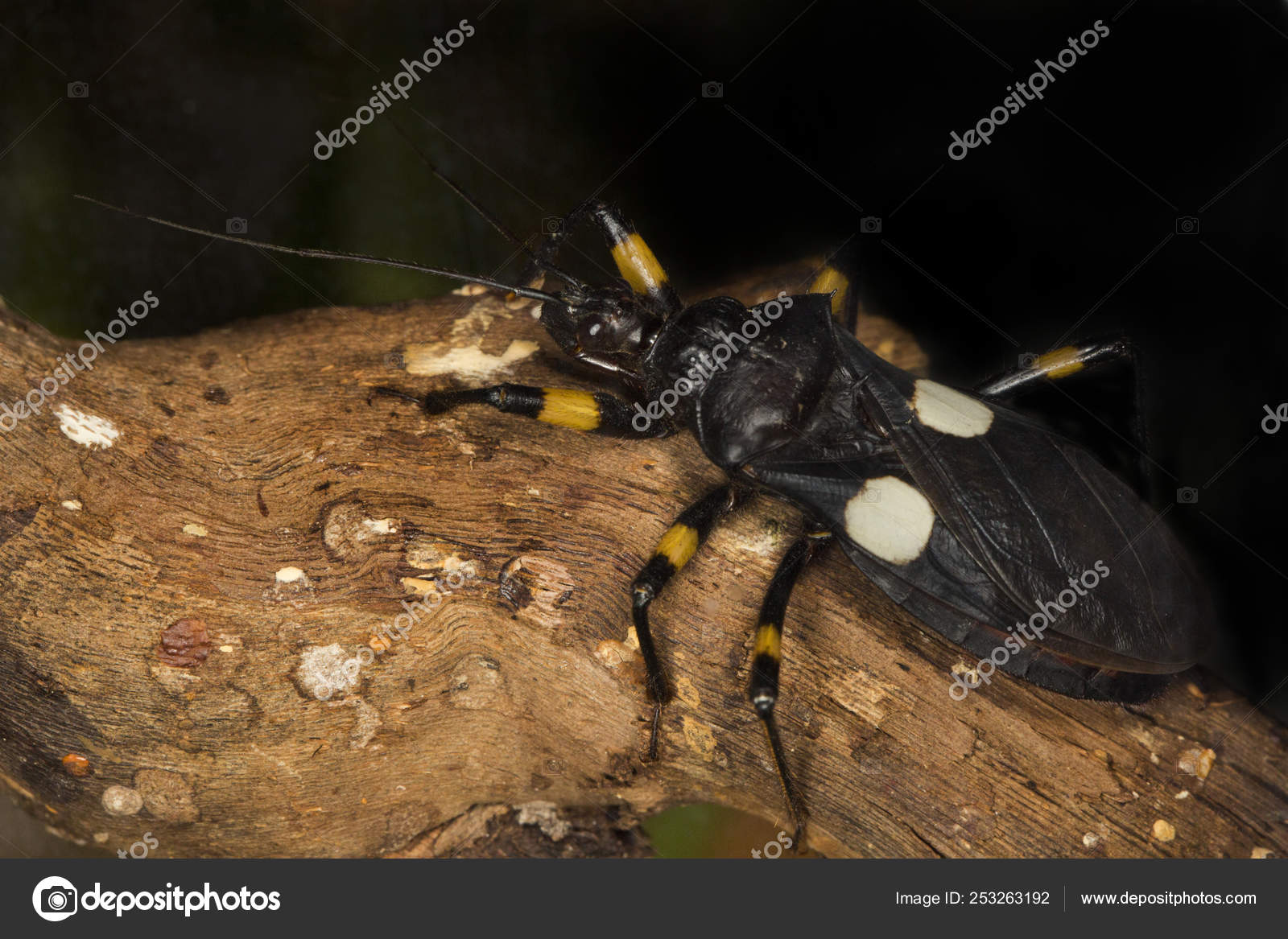 Two Spotted Assassin Bug Platymeris Biguttatus — Stock Photo © white ...