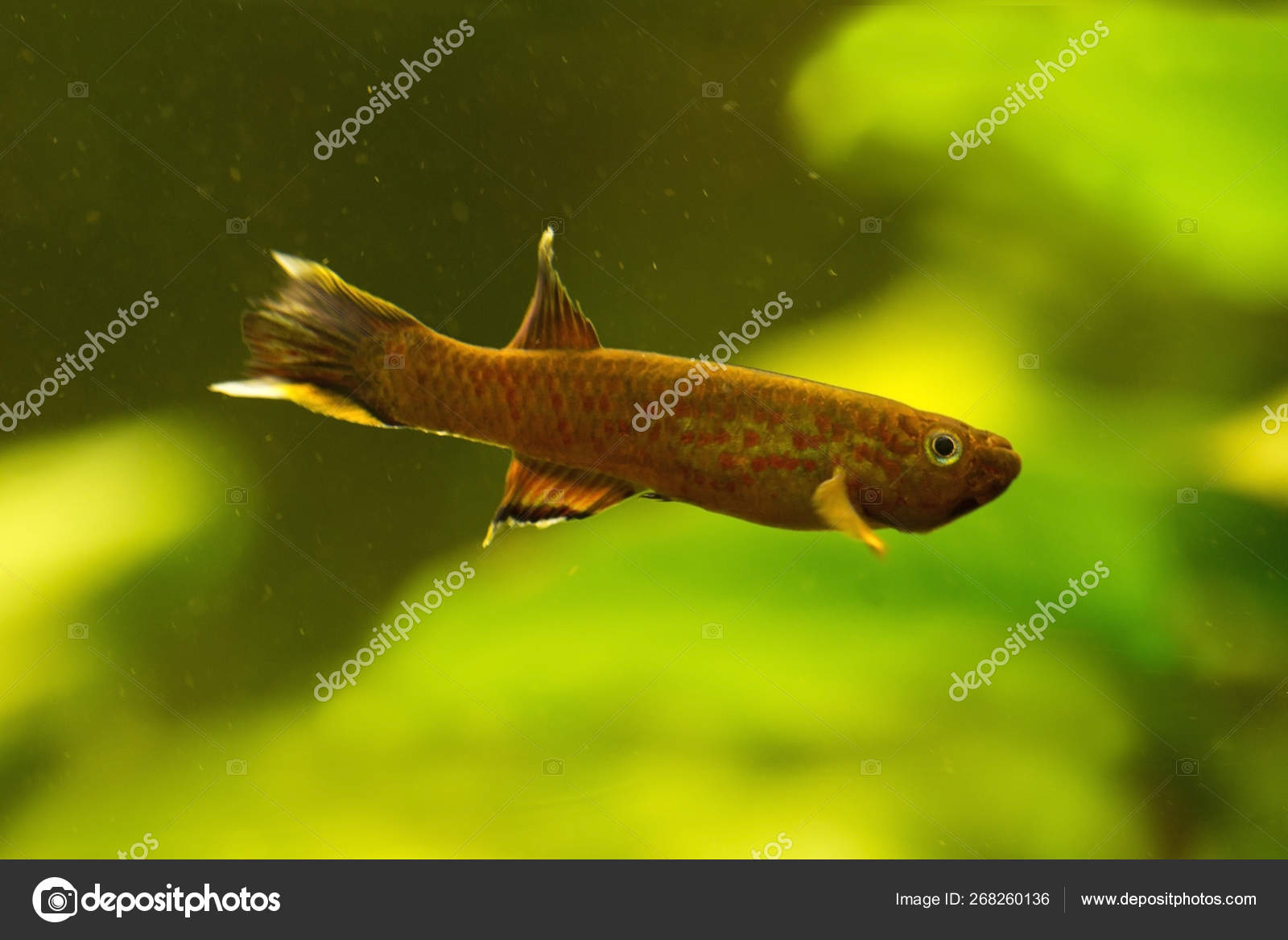 Aphyosemion Australe Cape Lopez Lyretail Lyretail Panchax Stock Photo ...