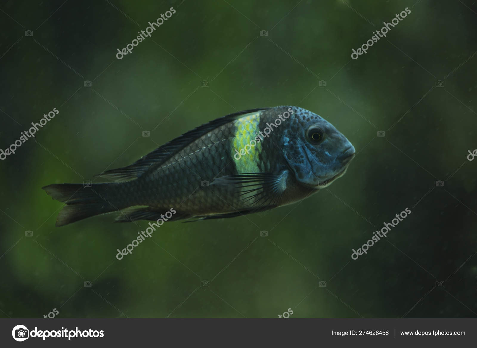 Duboisi Cichlid