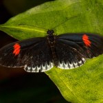 The small postman butterfly Stock Photo by ©mountainpix 83192542