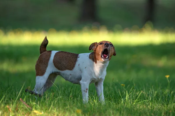 English pointer Stock Photos, Royalty Free English pointer Images ...